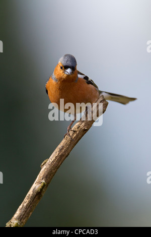 An adult male chaffinch (Fringilla coelebs) perched on a lichen covered ...