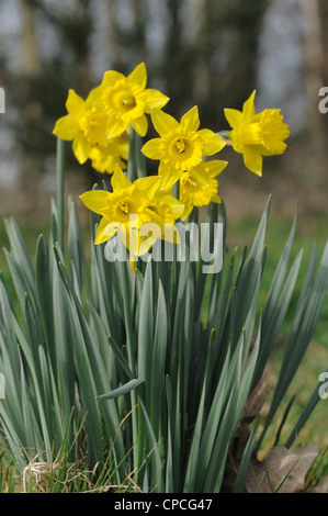 Tenby Daffodil daffodils Narcissus obvallaris Stock Photo - Alamy