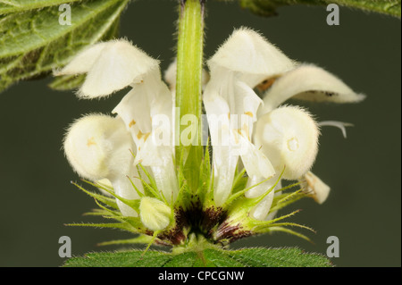 white dead-nettle, white deadnettle (Lamium album), whorl of flowers ...