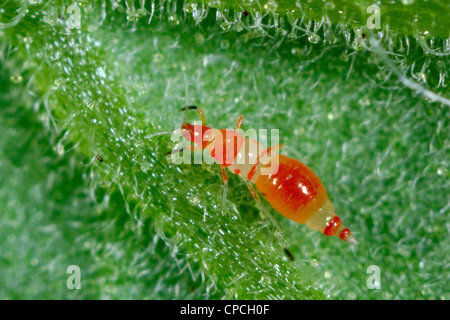 Predatory thrips (Franklinothrips vespiformis) larva and adult Stock ...