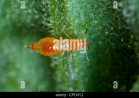 Predatory thrips (Franklinothrips vespiformis) larva and adult Stock ...