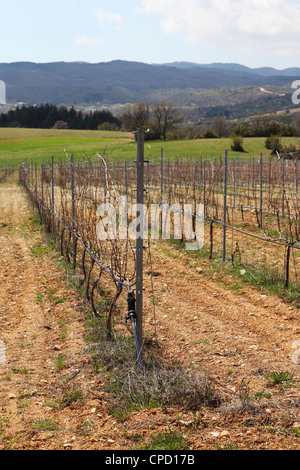 Greek vines early in the season Stock Photo - Alamy