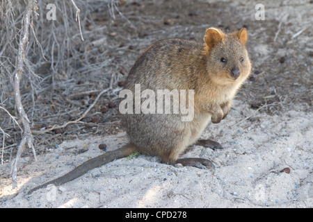 A Quokka (Setonix brachyurus) - a small marsupial native only to ...