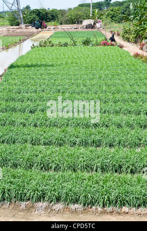 Field of Chives growing as a crop Stock Photo - Alamy