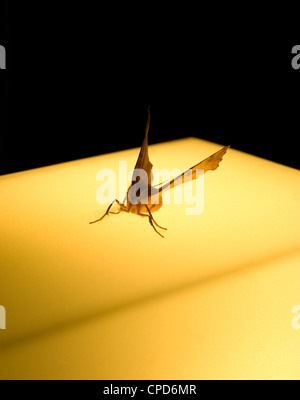 Moth sitting on the lamp Stock Photo - Alamy