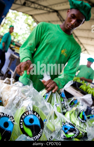 Fairtrade farmer on her banana plantation in St Vincent, Caribbean ...