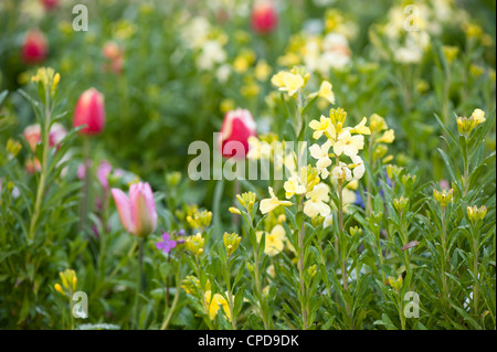 Erysimum ‘Ivory’, Wallflowers, in flower Stock Photo - Alamy