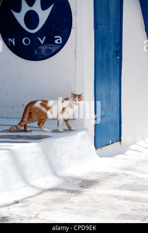 Stray cat in an alley in the blue city of Chefchaouen, Morocco Stock ...