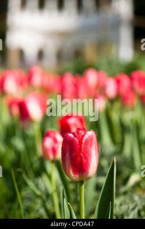 Tulipa ‘Judith Leyster’, Triumph Tulips Stock Photo - Alamy