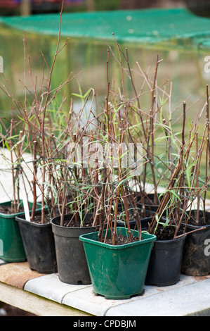 Young climbing plants in pots with bamboo supports inside modern ...