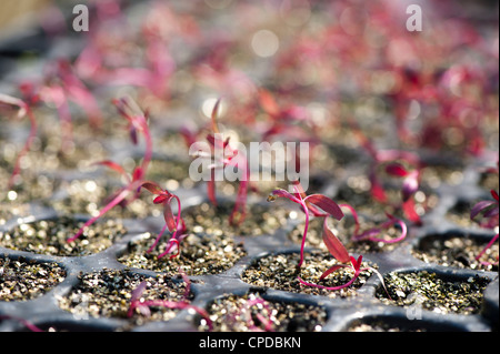 Amaranthus ‘Red Army’, Amaranth ‘Red Army’ seedlings growing in a ...
