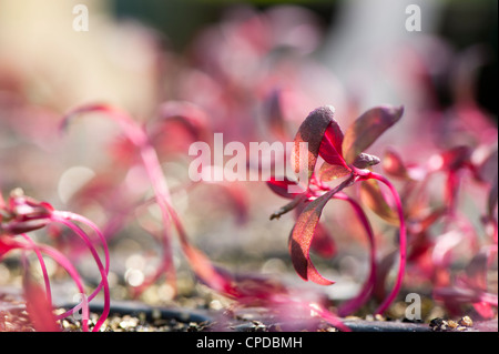 Amaranthus ‘Red Army’, Amaranth ‘Red Army’ seedlings growing in a ...
