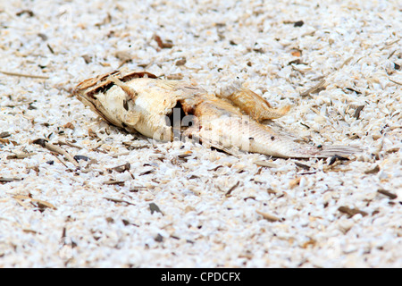 Fish Carcass on Lake Shore Stock Photo - Alamy
