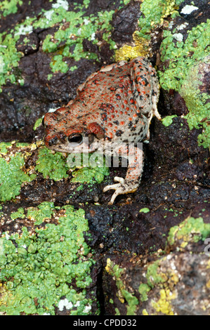 An adult red-spotted toad (Anaxyrus punctatus), basking in the sun in ...