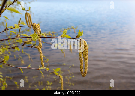Silver birch (Betula pendula), flowers Stock Photo - Alamy
