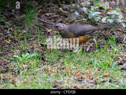 Olive Thrush (Turdus olivaceus) with worm in its beak in Kirstenbosch ...
