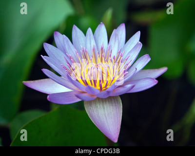 Nil Manel (Nymphaea stellata), the National flower of Sri Lanka Stock ...