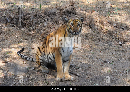 Tiger, Felis Tigris Stock Photo: 184300258 - Alamy