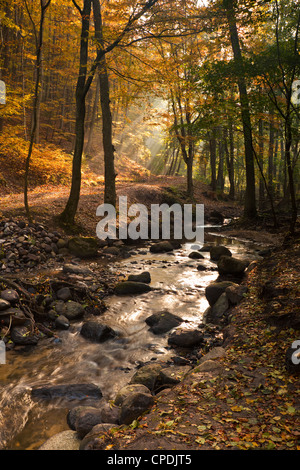Mary's Spring river in the forest in Gdynia, northern Poland Stock ...