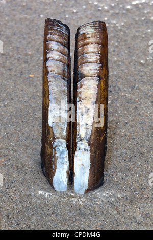 clam razor shell Stock Photo - Alamy