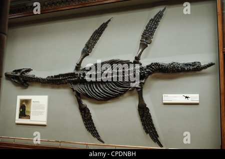 Skeleton of a Pliosaur (Rhomaleosaurus cramptoni). 187-178 million ...