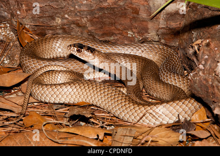 Red coachwhip or red racer (Masticophis flagellum), Southern Arizona ...