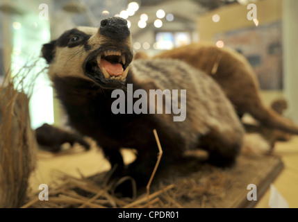 Taxidermy stuffed Badger looking fierce and creepy, photographed with ...