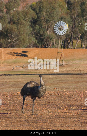 wild emu in paddock Stock Photo - Alamy