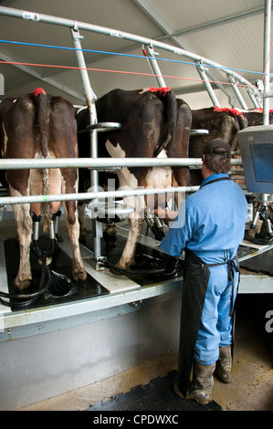 New Zealand Rotary Dairy Shed with Jersey Cows being milked Stock Photo ...