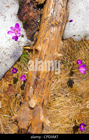 Purple crocuses grow through the snow. Selective Focus Stock Photo - Alamy