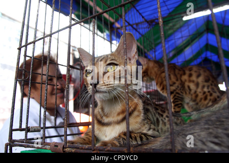 Animals in Chatuchak market, Bangkok Stock Photo - Alamy