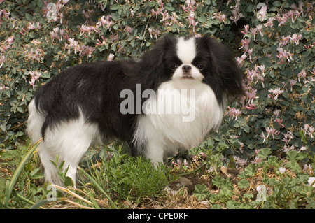 Japanese Chin standing by flowers Stock Photo - Alamy