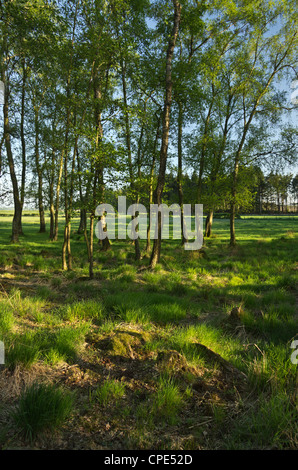 A group of trees on the Foulshaw Moss reserve Near Witherslack Stock ...