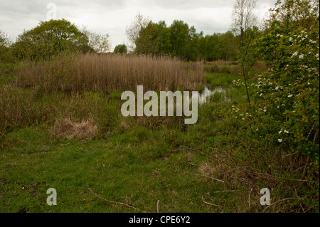 Pingos on Foulden Common East Norfolk Stock Photo - Alamy