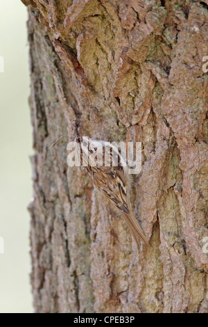 Eurasian Treecreeper carrying food Stock Photo - Alamy