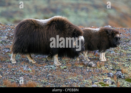 Female musk ox with its calf Stock Photo - Alamy