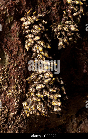 Goose Barnacles, Pollicipes polymerus, on rocky habitat at Tongue Point ...