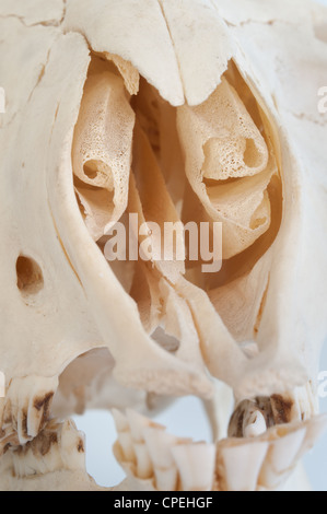 Premolar and molars of sheep skull with foramen mandible maxilla skull ...