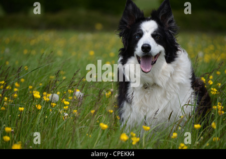 Border collie dog in a wild flower meadow Stock Photo - Alamy