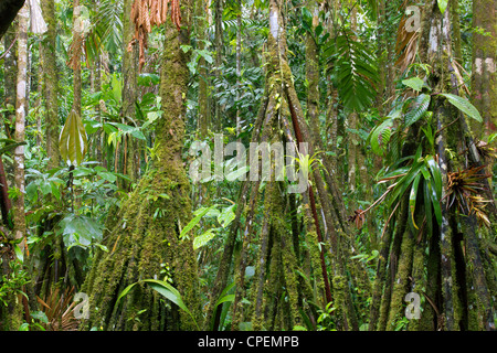 Stilt root palms (Iriartea deltoidea) covered in moss and epiphytes in ...