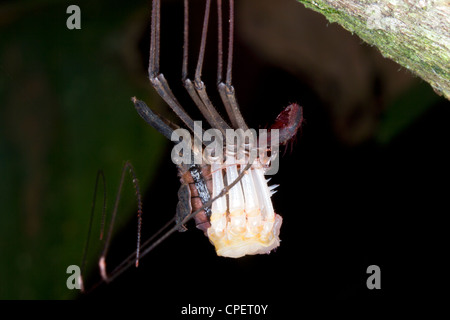 Tail-less whipscorpion shedding its skin Stock Photo - Alamy