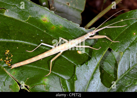 Stick Insect (Phasmid) in the rainforest understory, Ecuador Stock ...