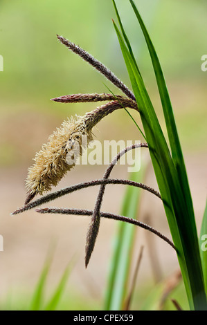 Pendulous Sedge (carex pendula), close up showing the drooping ...
