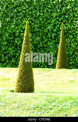 triangle plant hedge landscape garden pattern geometry math shape ...