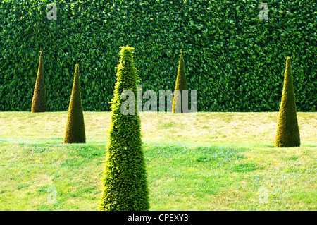 Cone shaped bushes, UK Stock Photo: 48271539 - Alamy