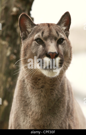 The cougar, also known as the puma Stock Photo - Alamy