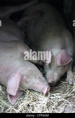 Domestic pig, British Lop sow, standing next to dry stone wall, Cumbria ...
