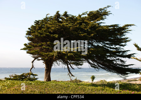 cypress tree, windswept trees, nature, cypress trees, natur, natures ...