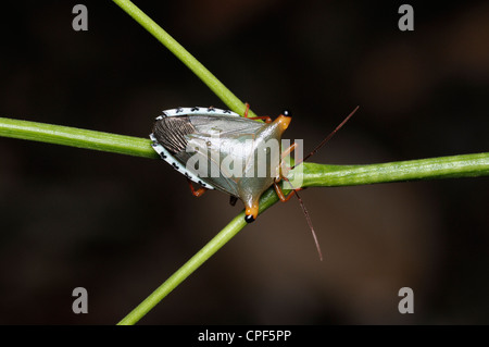 Bug, Hemiptera, Tropical Rainforest, Costa Rica, Central America ...
