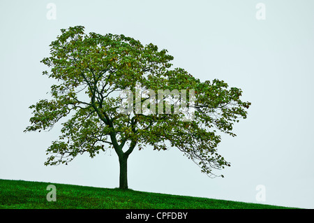 Scenic tree in One Tree Hill Park in Auckland, New Zealand, Oceania ...